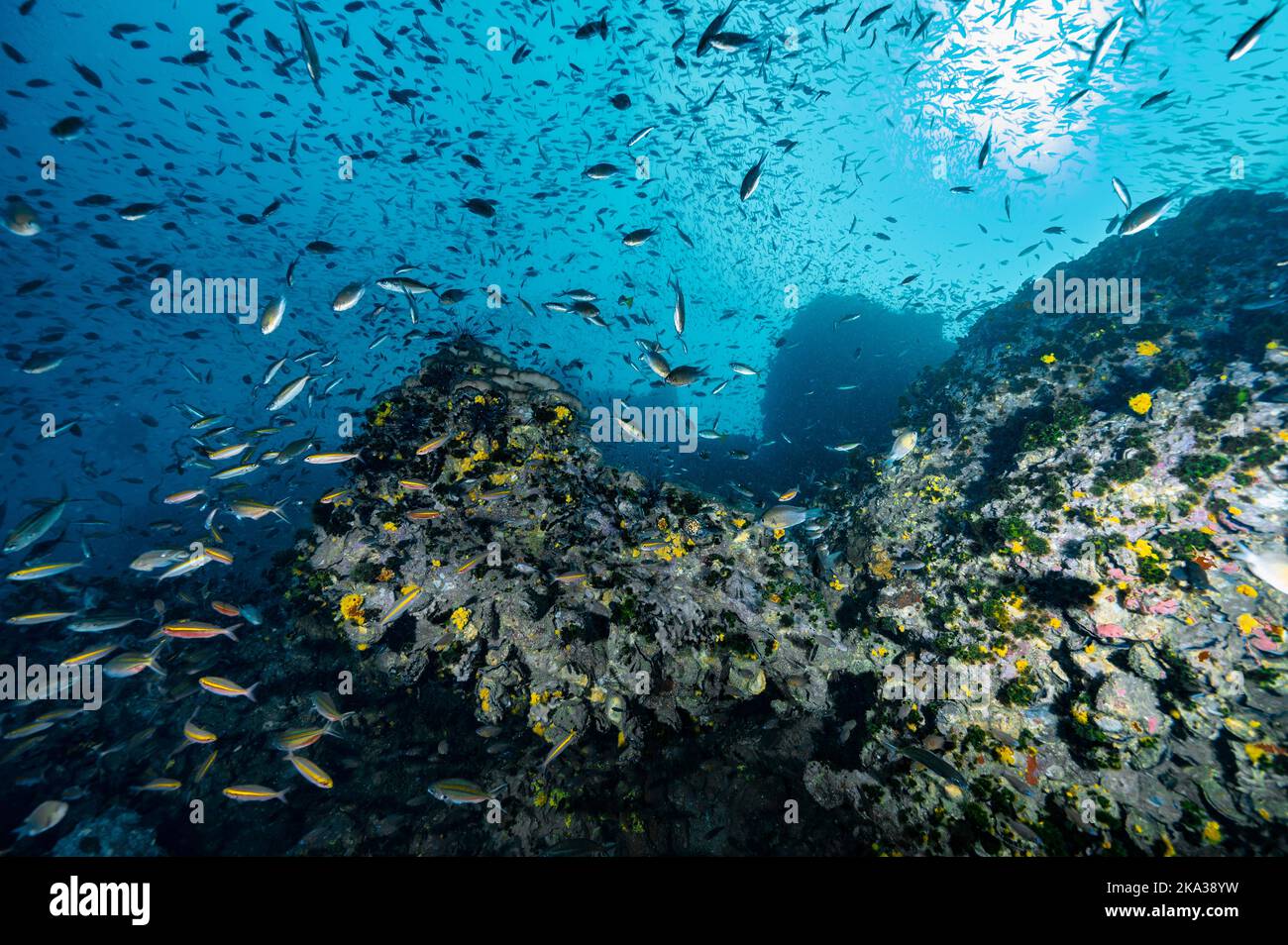 tropical fish around a reef at the gulf of Thailand close to Koh Tao ...