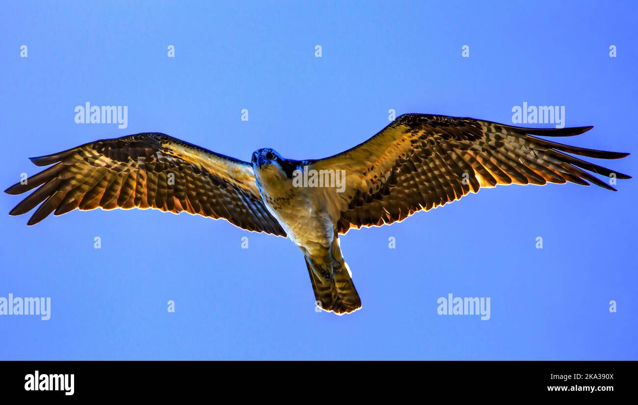Large brown hawk hi-res stock photography and images - Alamy