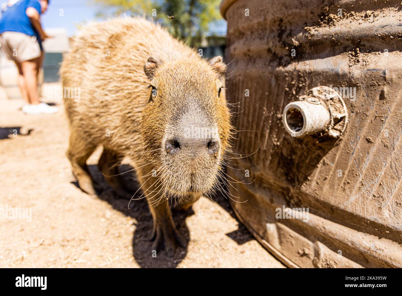 A capybara (hydrochoerus hydrochaeris) at the zoo in Arizona, USA Stock ...