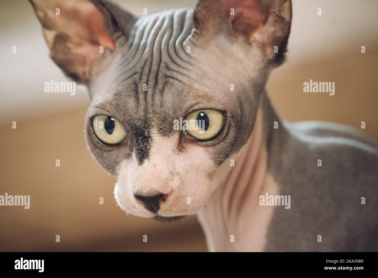 Portrait canadian sphynx cat hi-res stock photography and images - Alamy