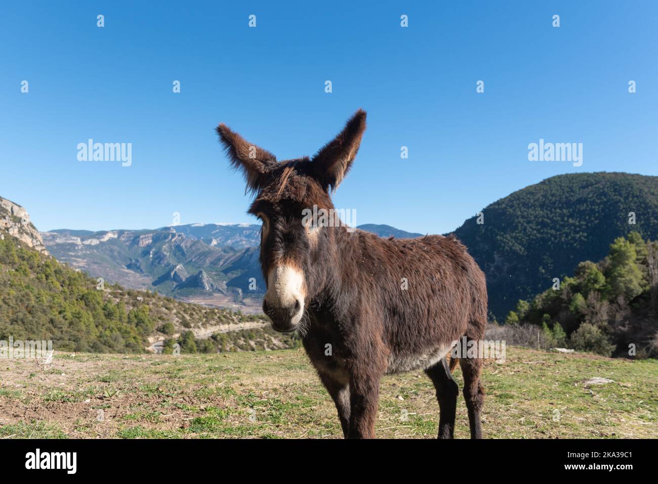 Catalonia landscape animals hi-res stock photography and images - Alamy