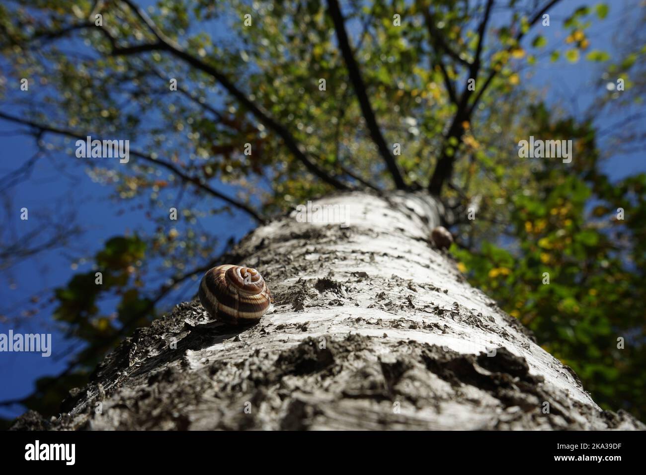 to the top Stock Photo - Alamy
