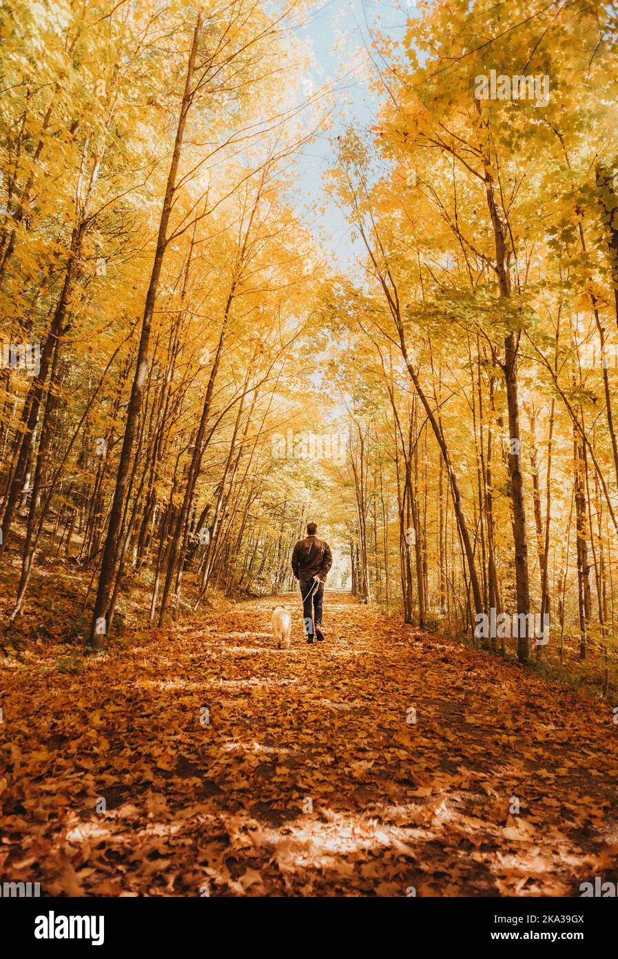 Wooded man hi-res stock photography and images - Alamy