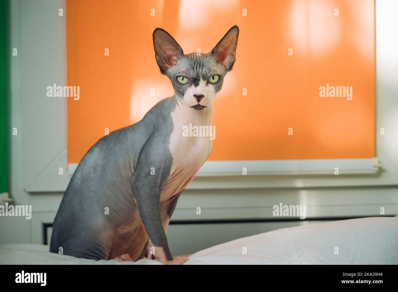 Portrait canadian sphynx cat hi-res stock photography and images - Alamy