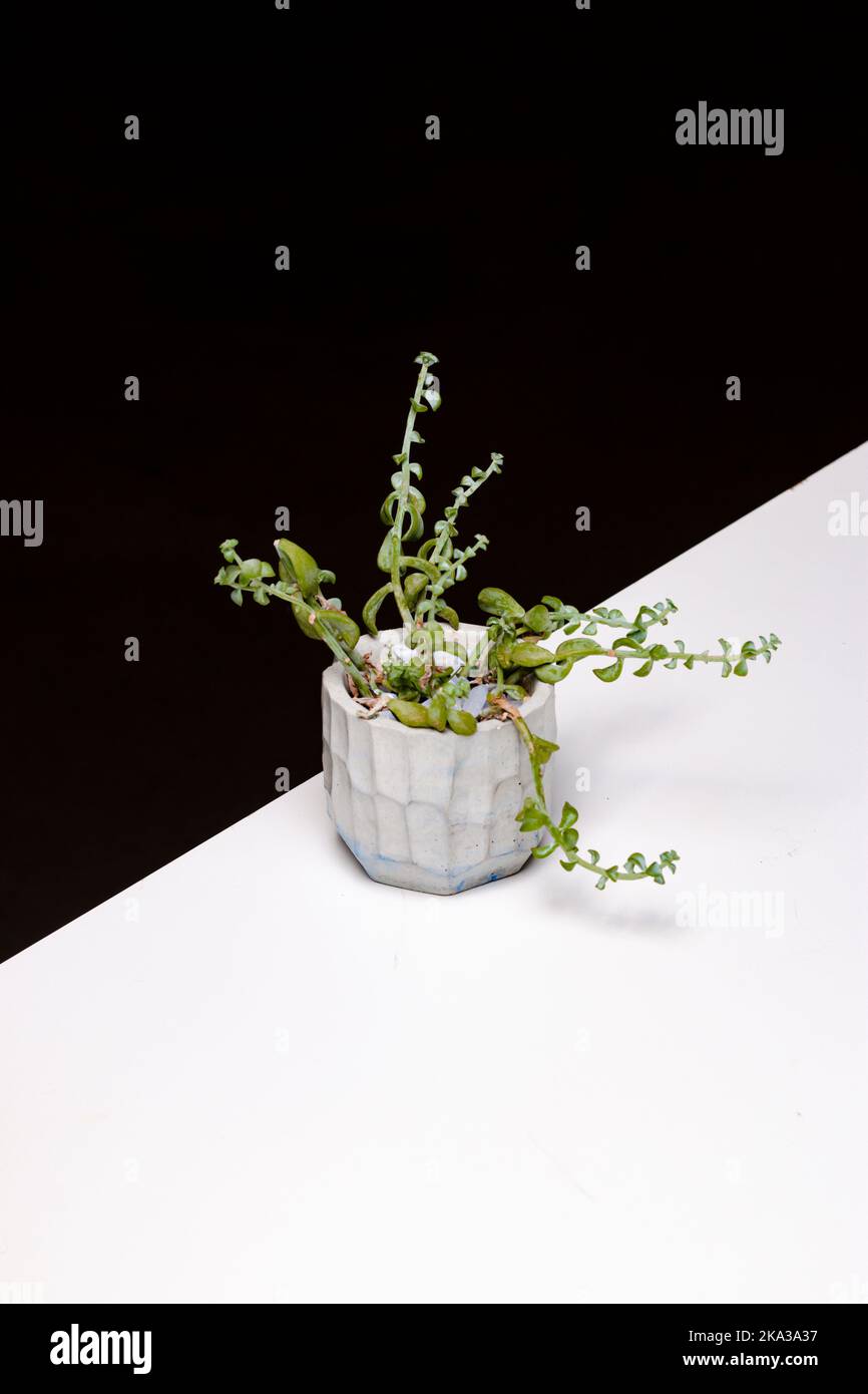 A Plant Growing in Different Directions Stock Photo - Alamy