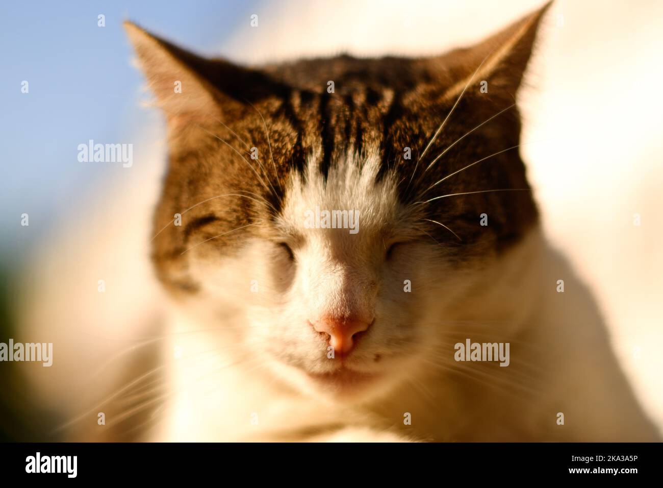 A shallow focus close-up portrait of a cut furry cat with eyes closed ...