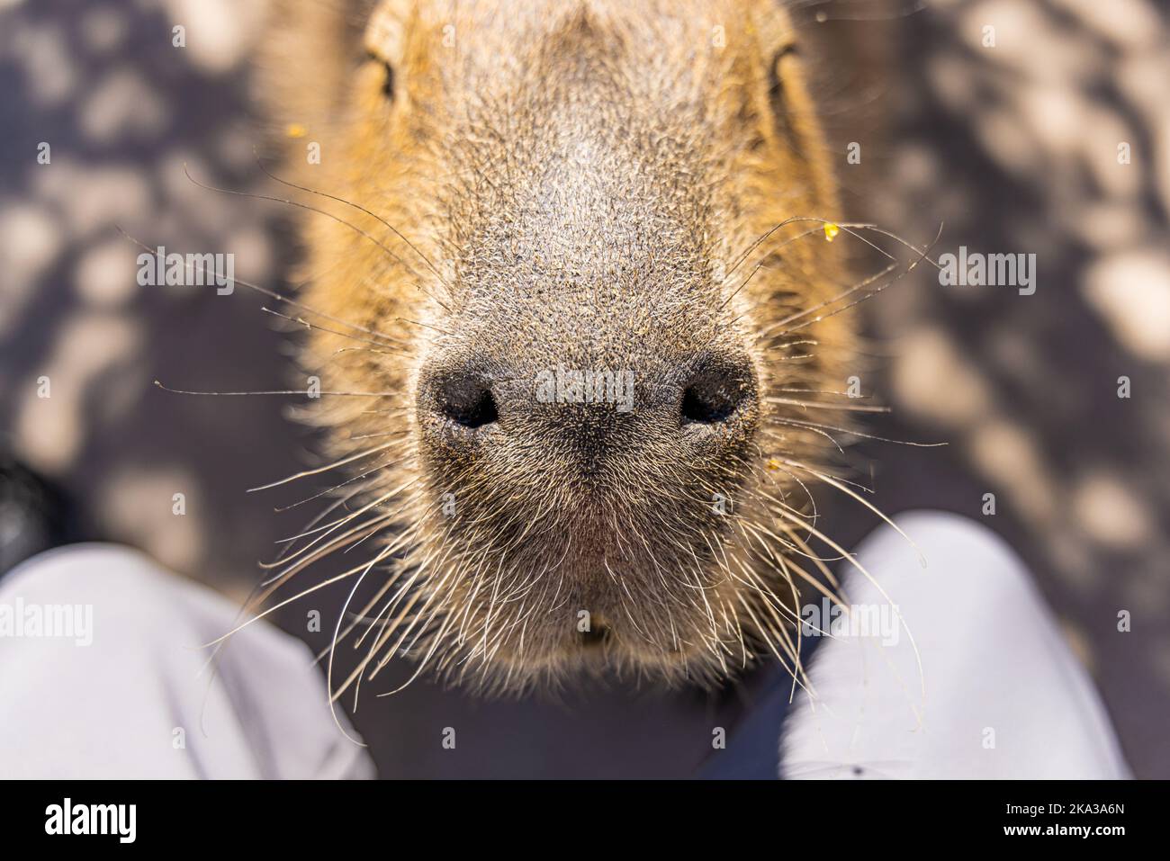 A capybara (hydrochoerus hydrochaeris) at the zoo in Arizona, USA Stock ...
