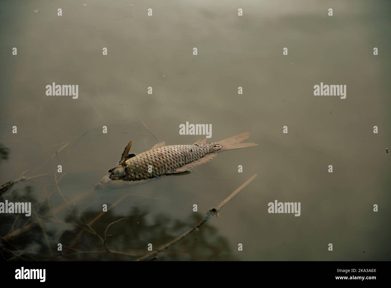 Dead carp floating in a swamp because of pollution Stock Photo - Alamy