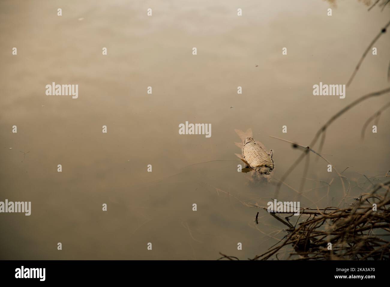 Dead carp floating in a swamp because of pollution Stock Photo - Alamy