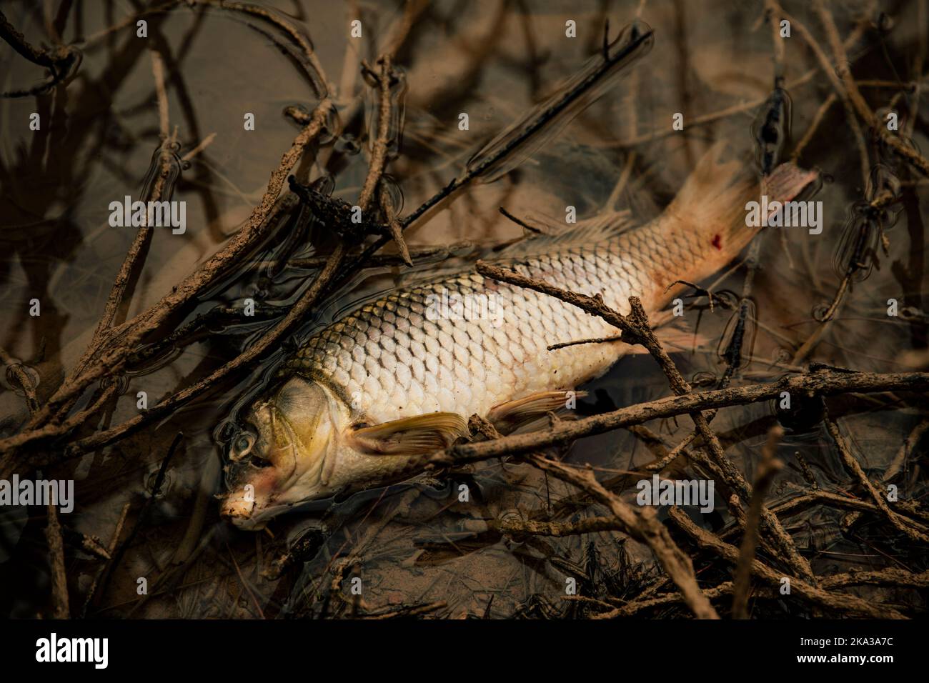 Dead fish on the edge of a swamp due to pollution Stock Photo - Alamy
