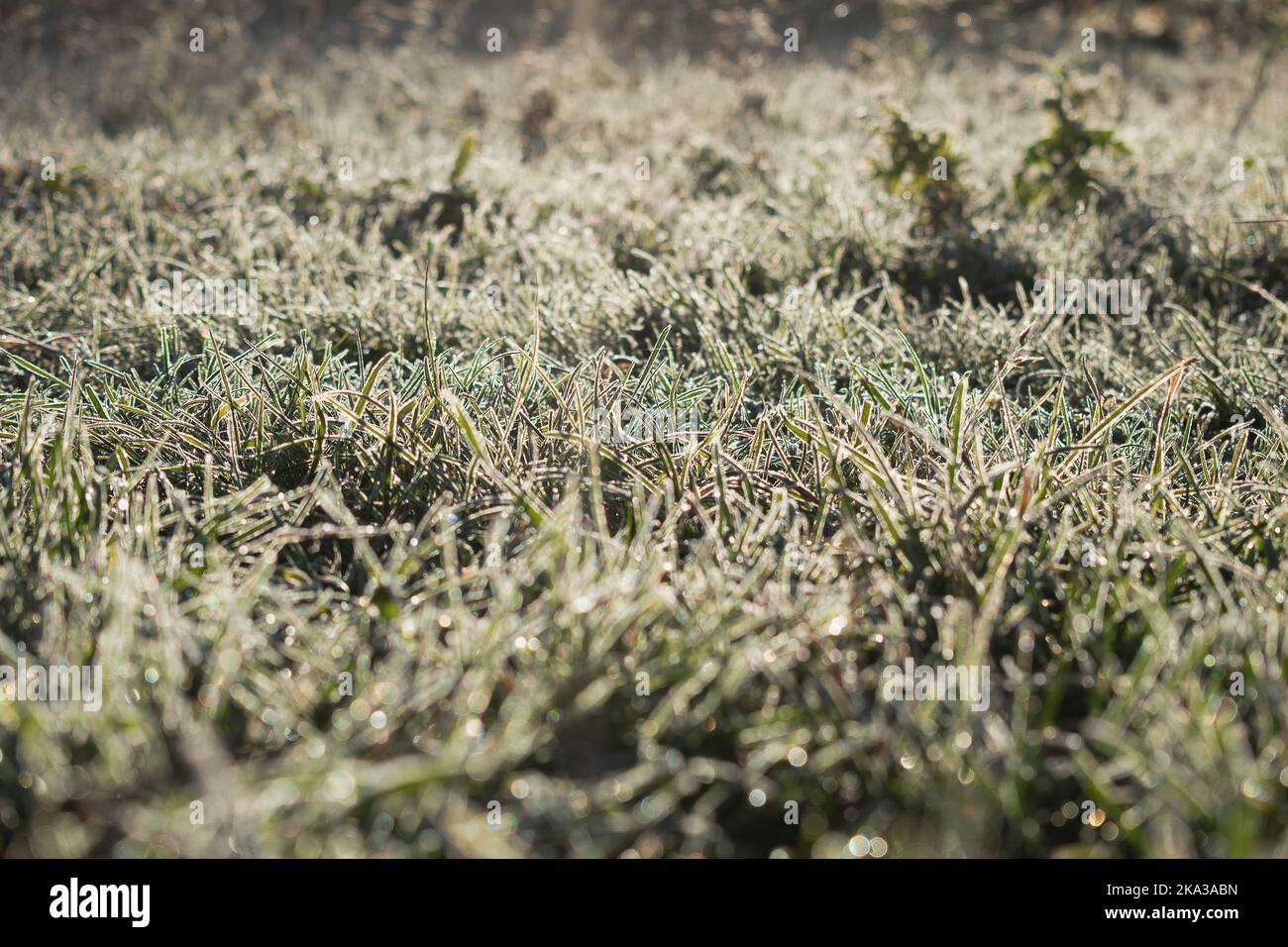 Young grass is covered with condensation as a result of a drop i Stock ...