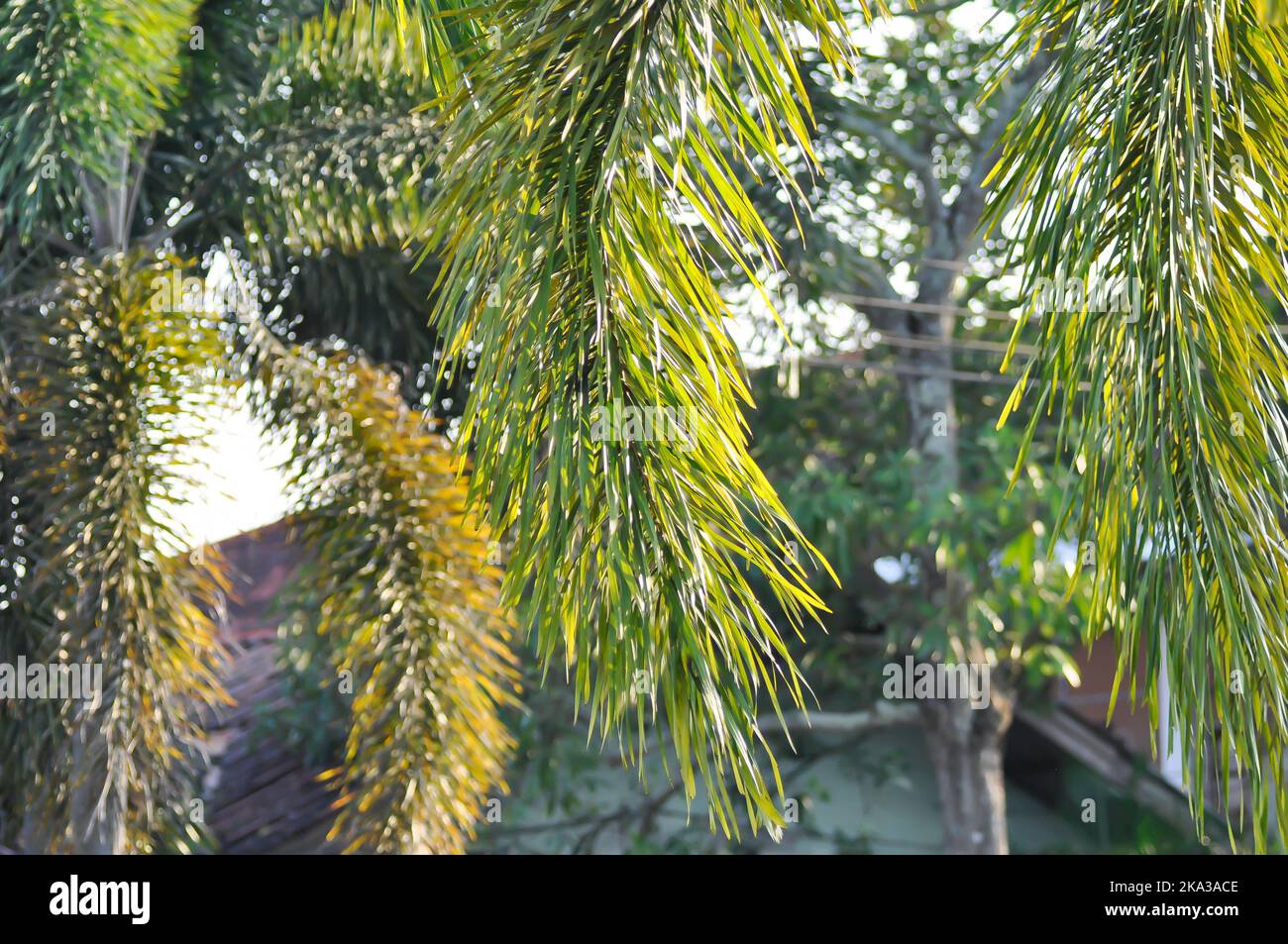 Wodyetia bifurcata, Wodyetia bifurcate AK Irvine or PALMAE or Foxtail ...