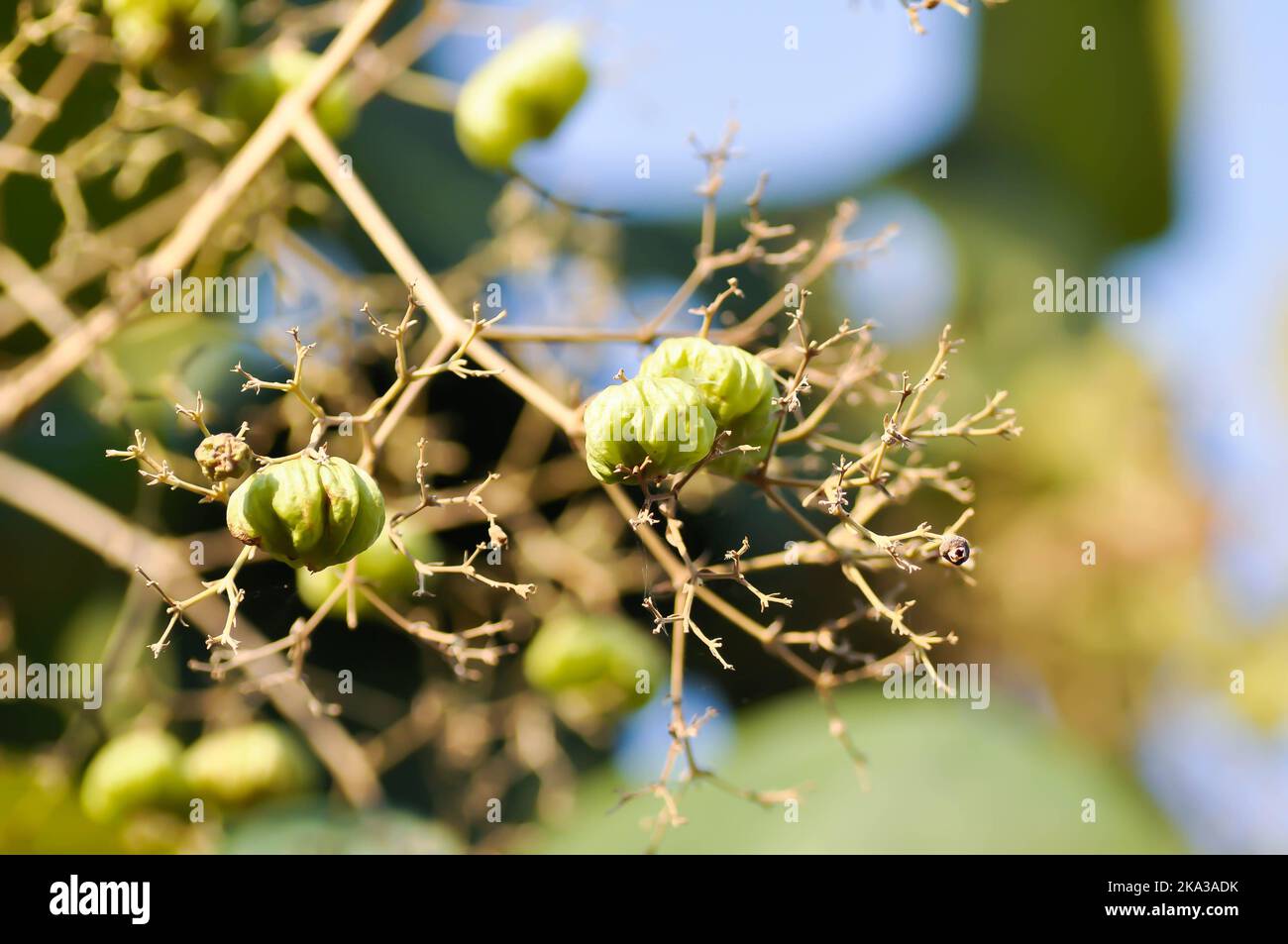 Tectona grandis, Teak or LAMIACEAE or teak plant or teak seed or teak ...