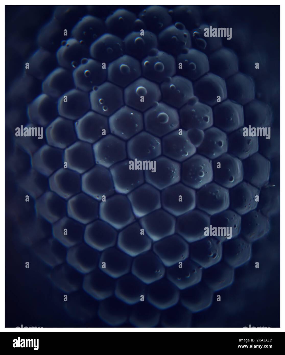 Eye Detail of Tooth Ant Odontoponera SP, Arthropoda Phylum, Ponerinae ...