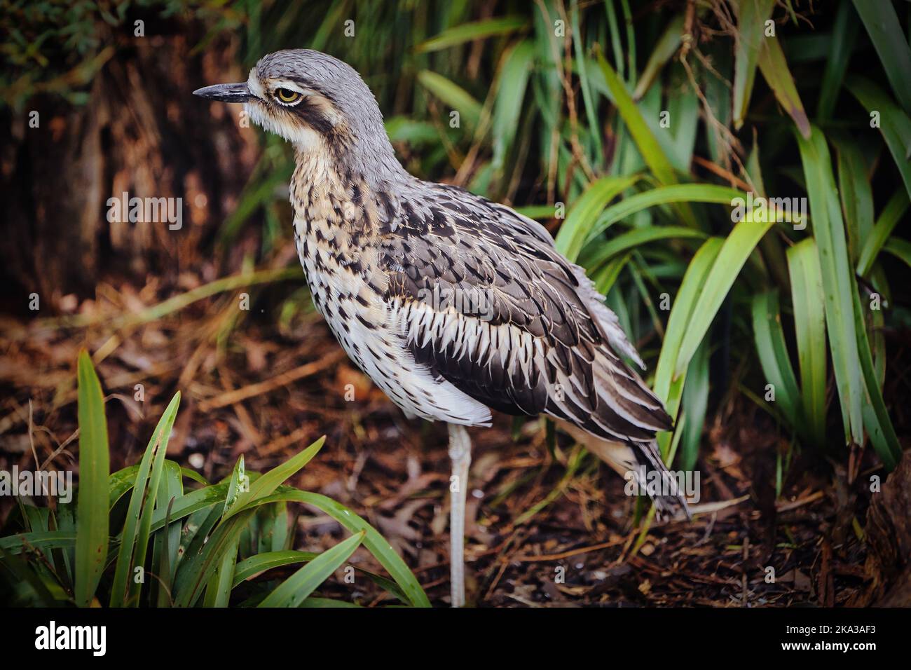 Curlew ground bird hi-res stock photography and images - Alamy