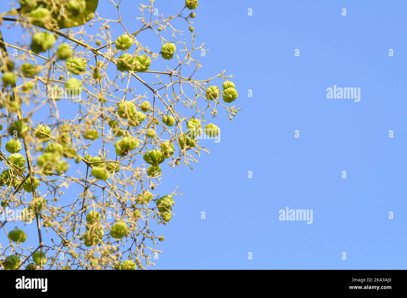 Tectona grandis flower hi-res stock photography and images - Alamy
