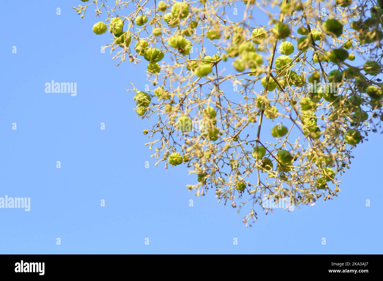 Tectona grandis flower hi-res stock photography and images - Alamy