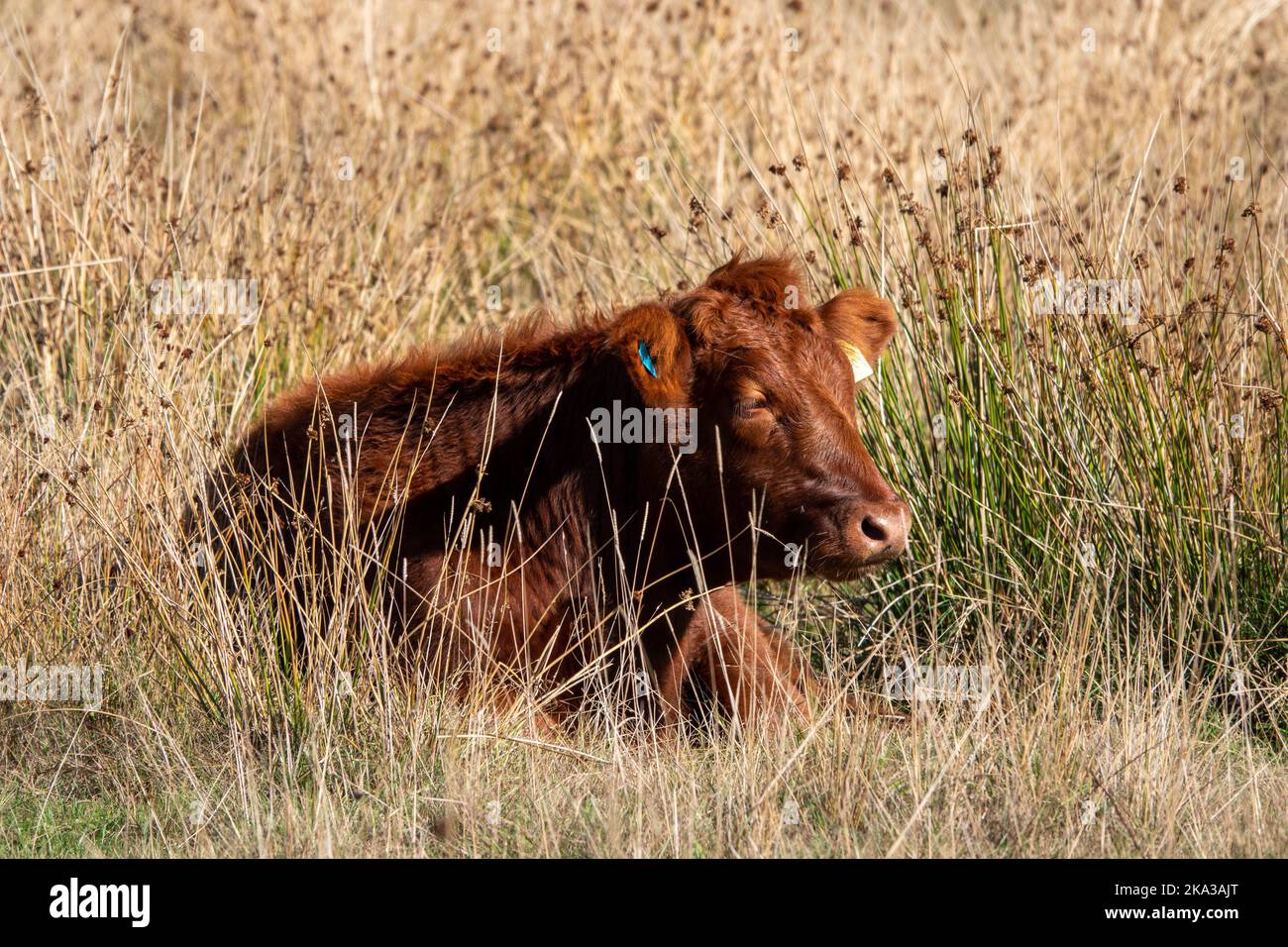 Sunshine face hi-res stock photography and images - Alamy