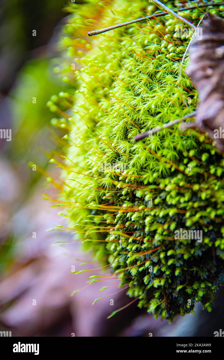 A vertical shot of green common apple-moss grown in the forest in ...