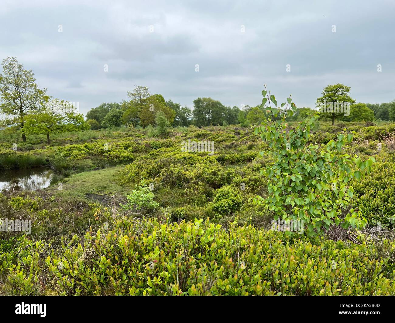 A beautiful landscape view of Batis maritima and Lindens trees with a ...