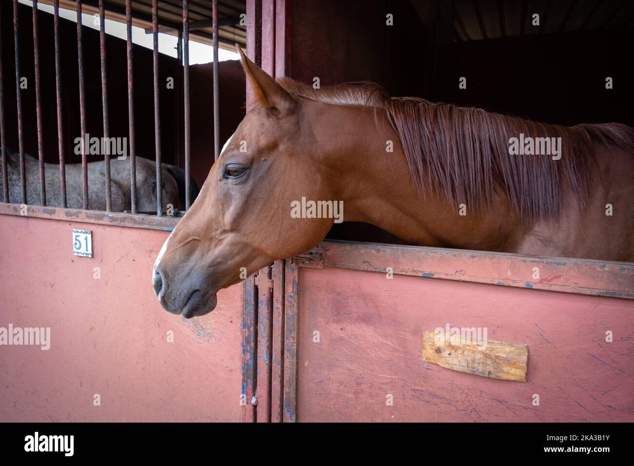brown horse resting in her stable Stock Photo - Alamy