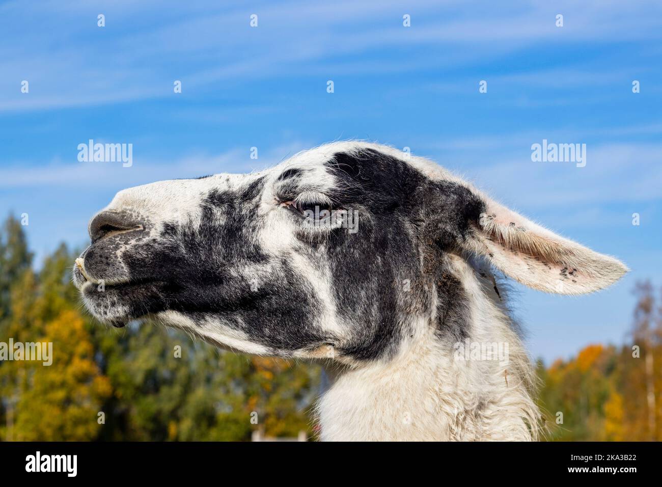 Portrait white llama in wild hi-res stock photography and images - Alamy