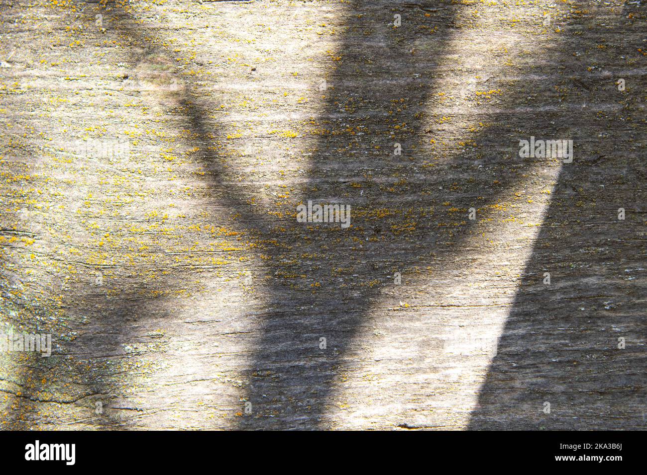 Texture bark 4K high quality Stock Photo - Alamy