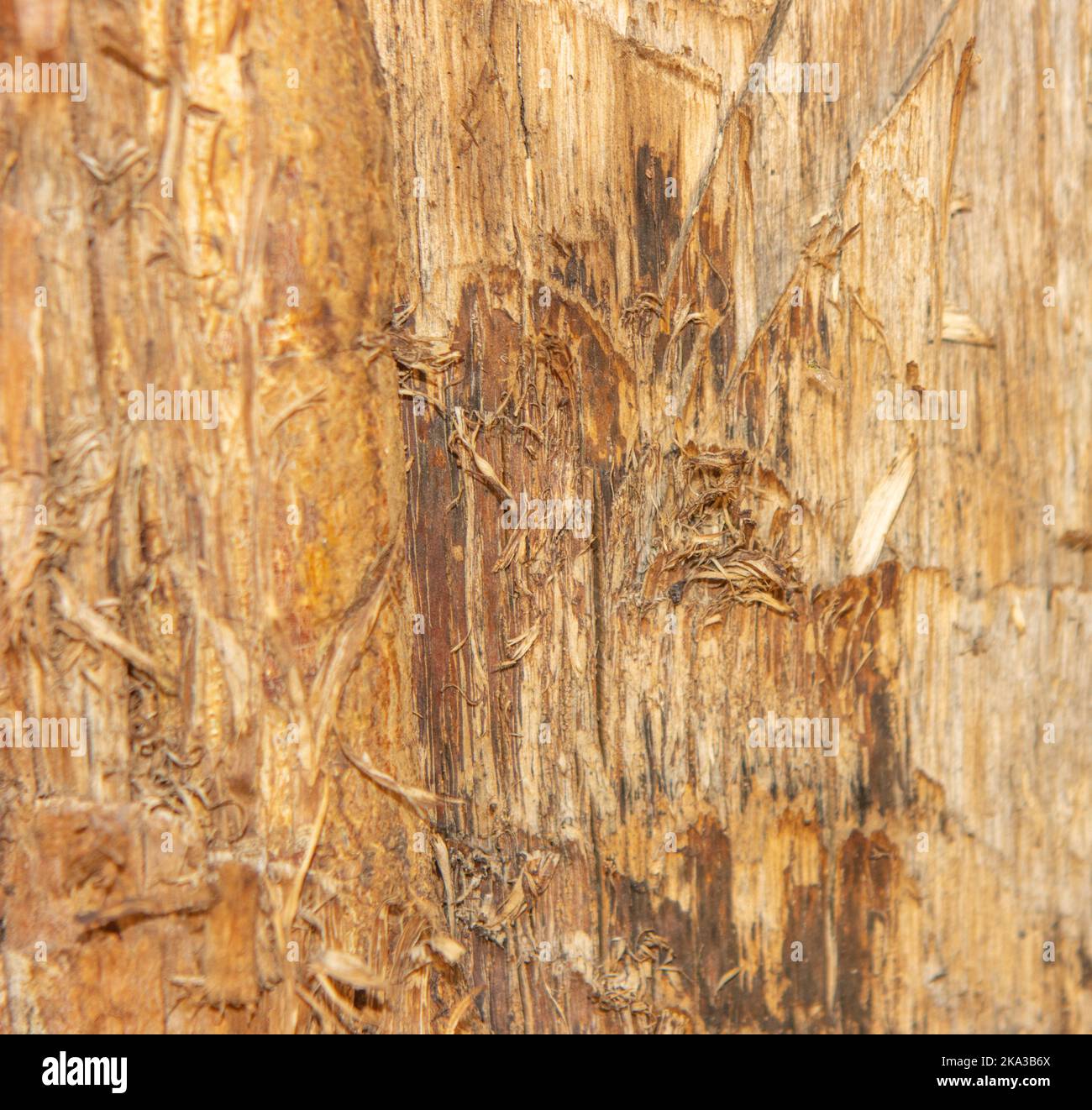 Texture bark 4K high quality Stock Photo - Alamy