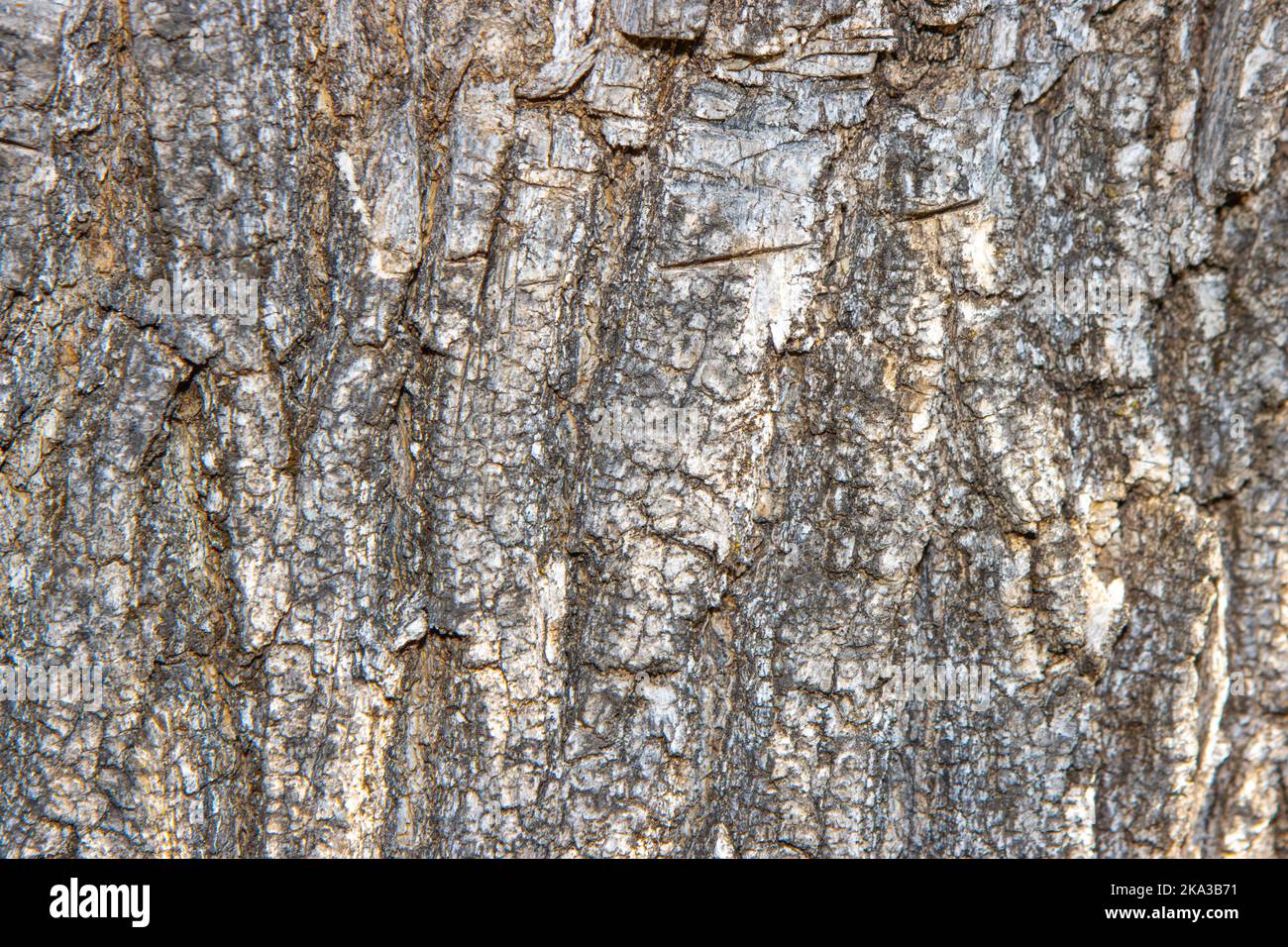 Texture bark 4K high quality Stock Photo - Alamy