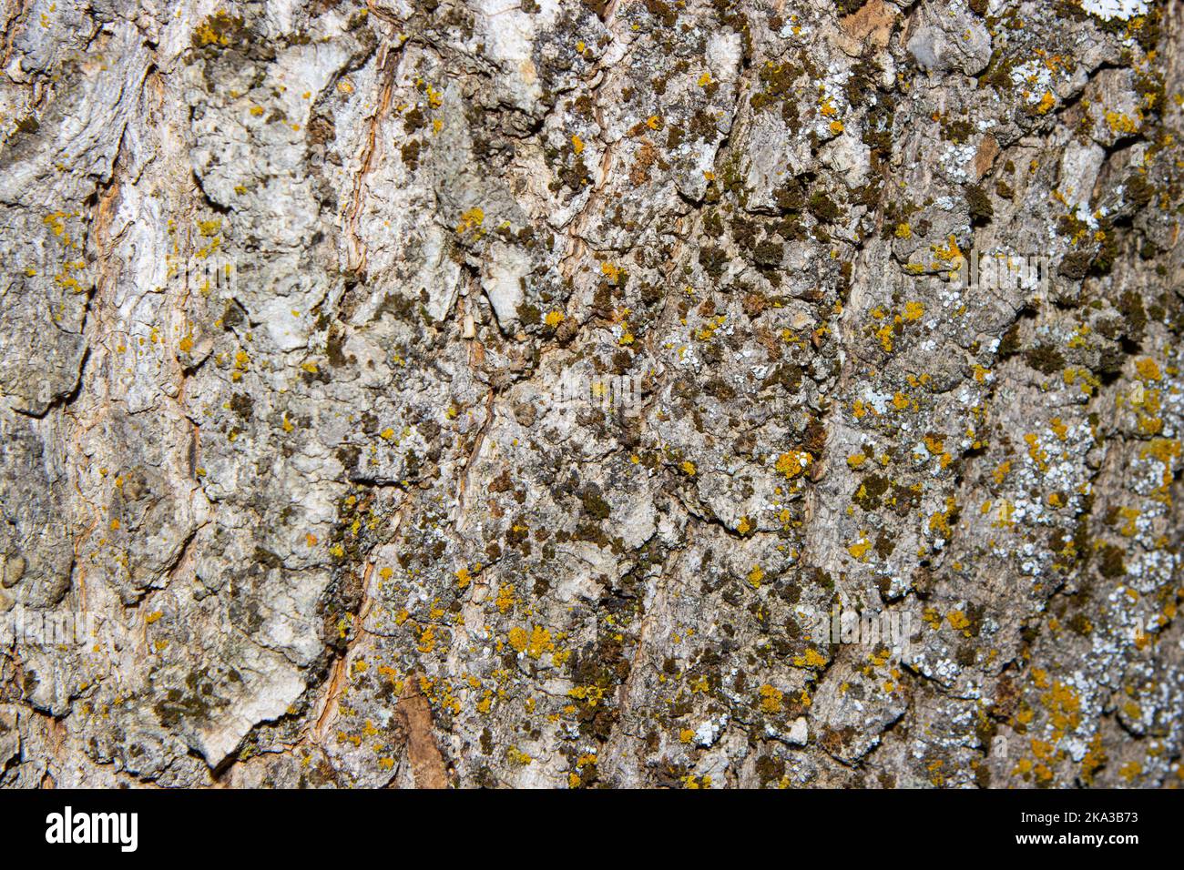 Texture bark 4K high quality Stock Photo - Alamy