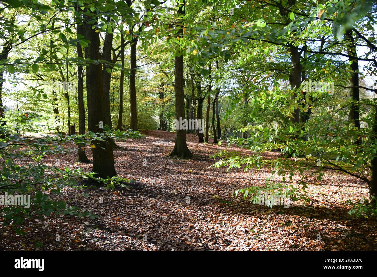 Autumn in an English wood Stock Photo - Alamy