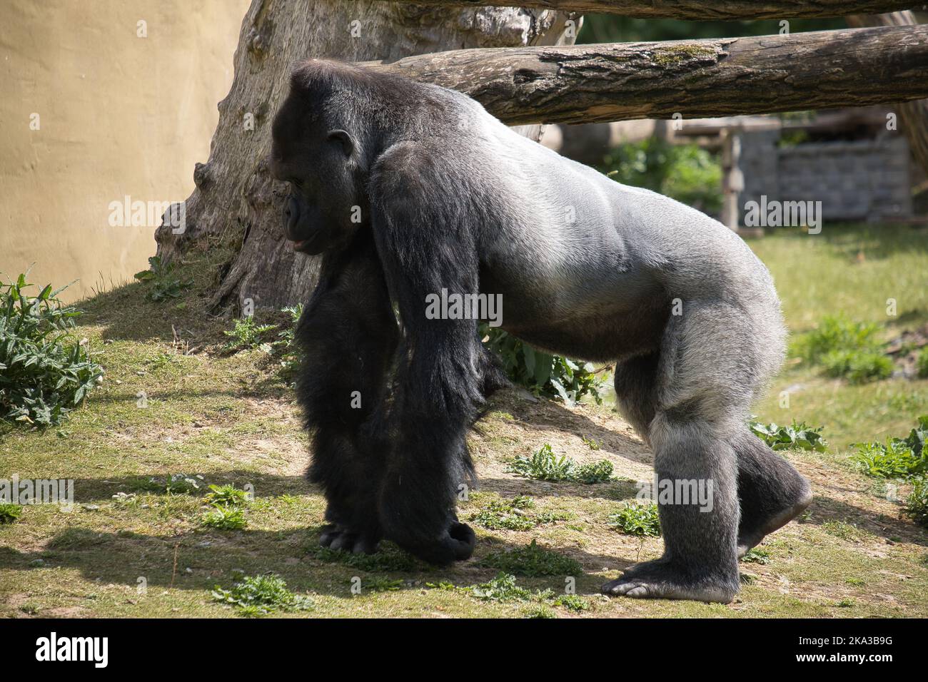 Chimp enclosure zoo hi-res stock photography and images - Alamy