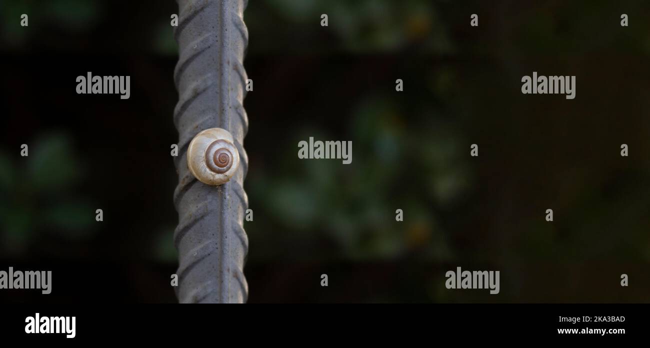 Round white spiral snail shell on a metal reinforcement bar Stock Photo ...