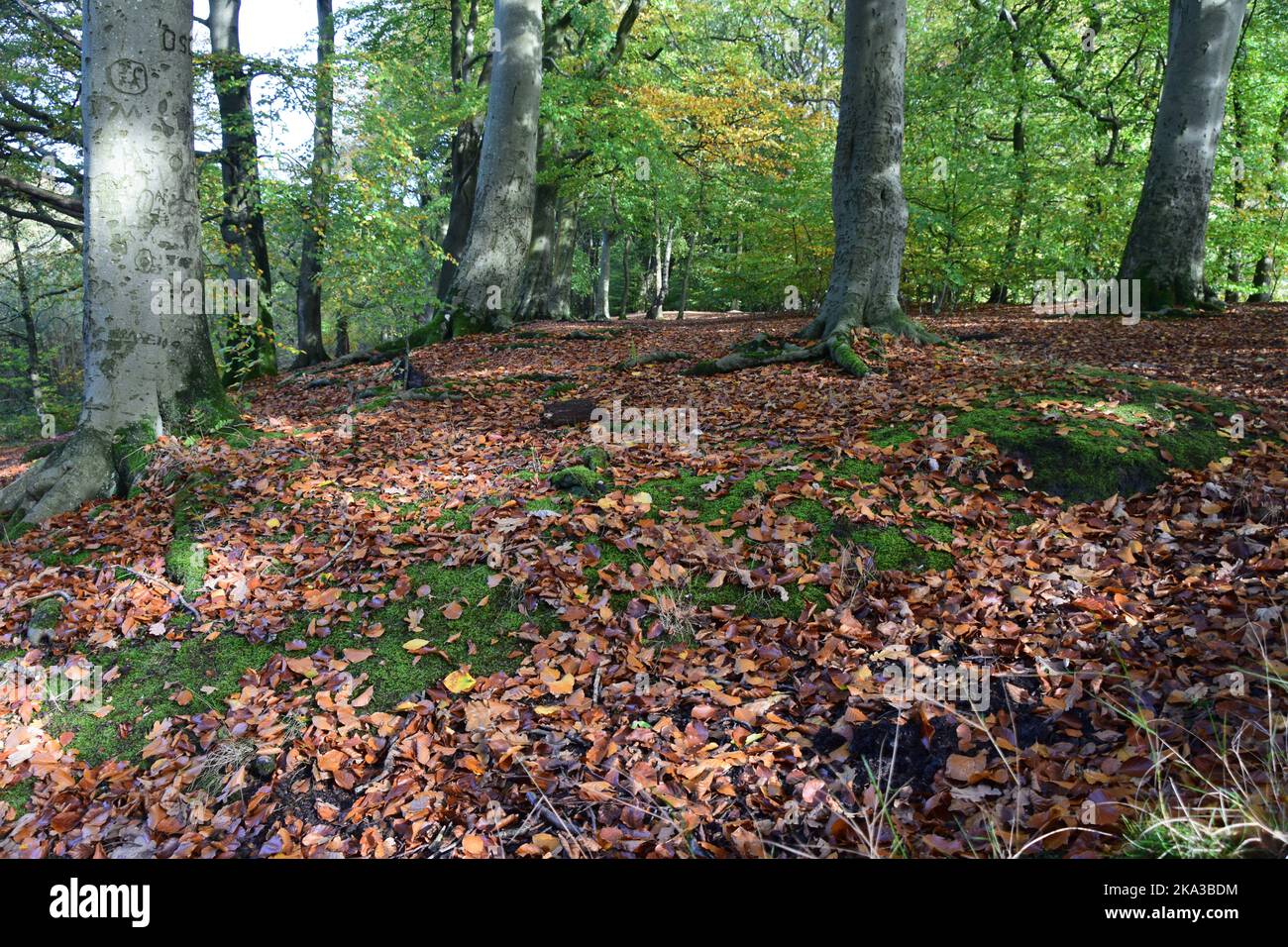 Autumn in an English wood Stock Photo - Alamy