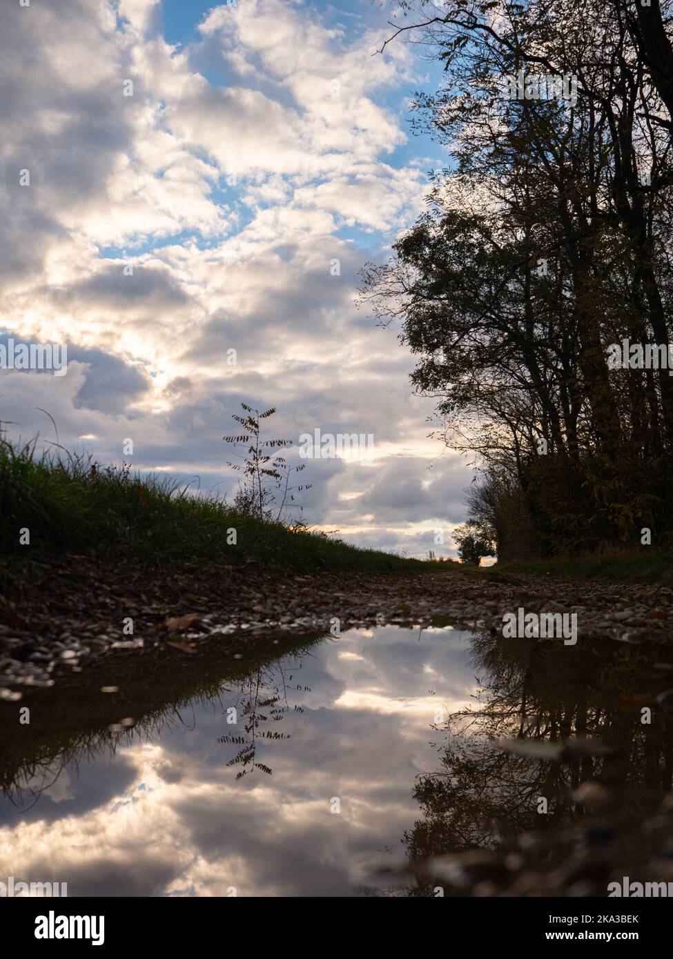 A vertical shot of puddle along a dirt path with the reflection of the ...