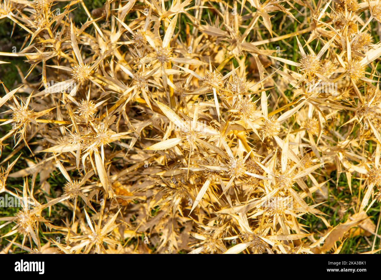 Dry thorny grass, background thorny grass Stock Photo - Alamy