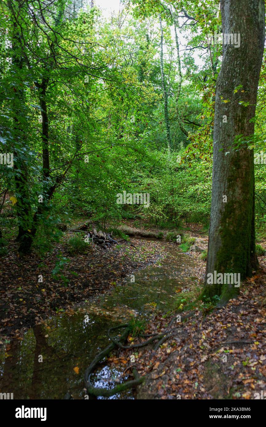 Stream southern england portrait hi-res stock photography and images ...