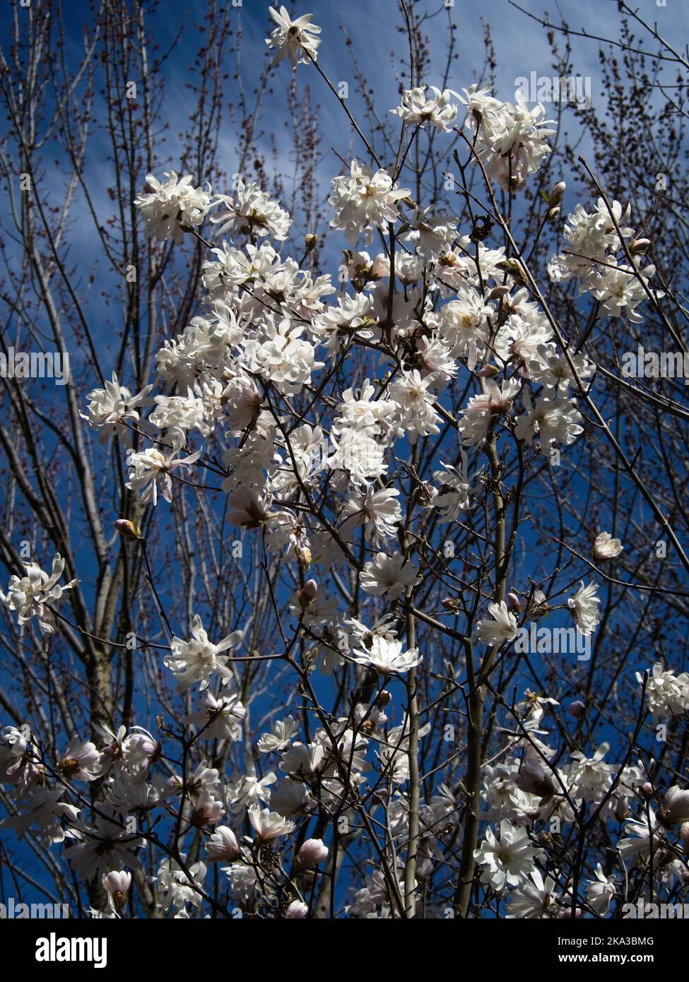 A vertical shot of a bloomed star magnolia tree on a dark blue sky ...