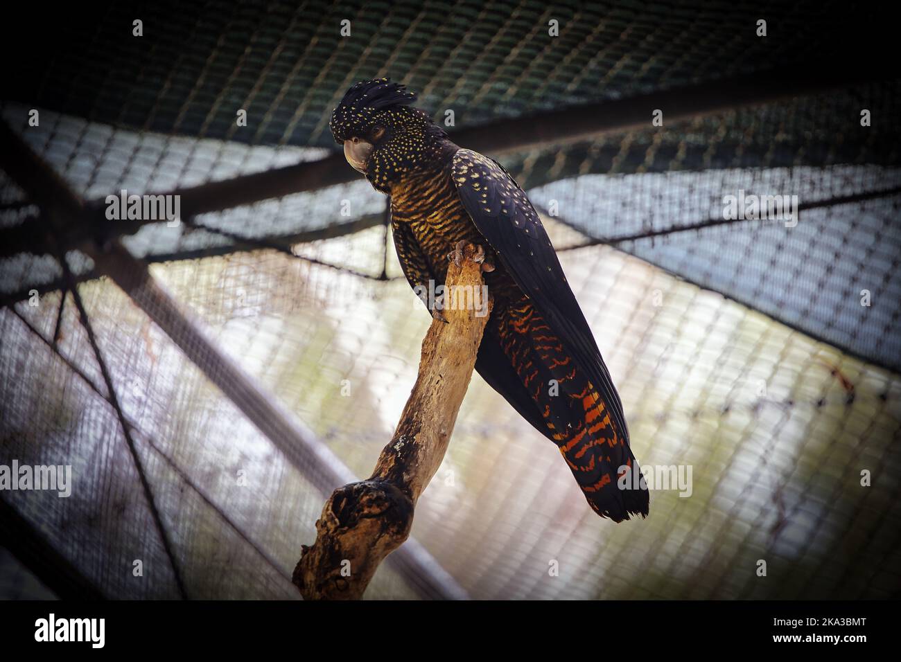 A selective of a black Cockatoo in a zoo Stock Photo - Alamy