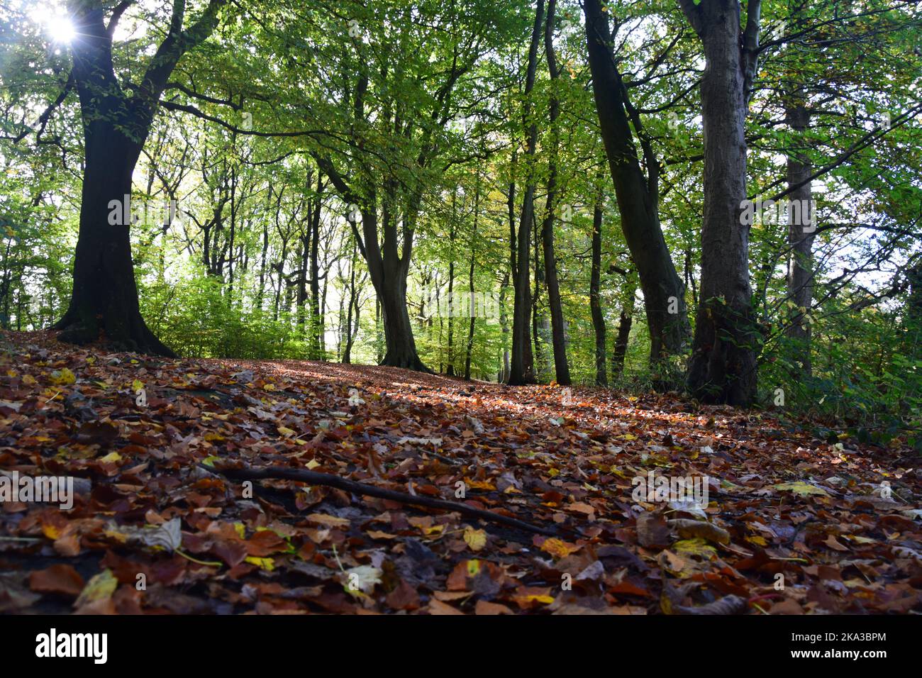 Autumn in an English wood Stock Photo - Alamy