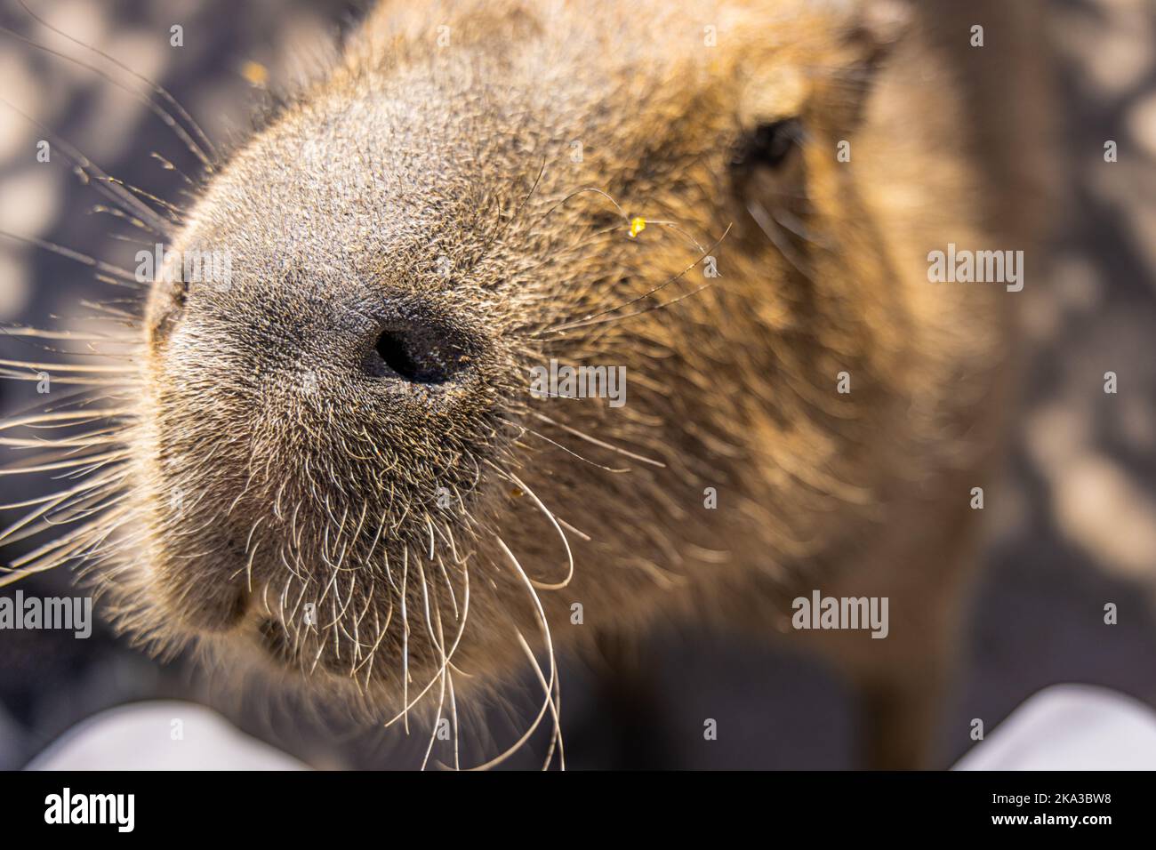 A capybara (hydrochoerus hydrochaeris) at the zoo in Arizona, USA Stock ...
