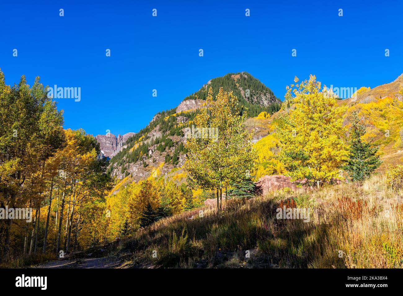 Aspen trees turning hi-res stock photography and images - Alamy