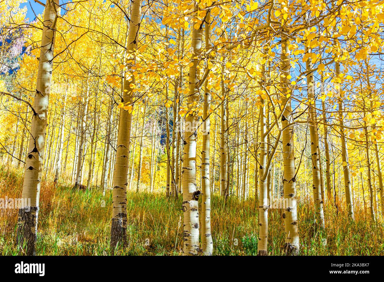 American aspen tree hi-res stock photography and images - Alamy
