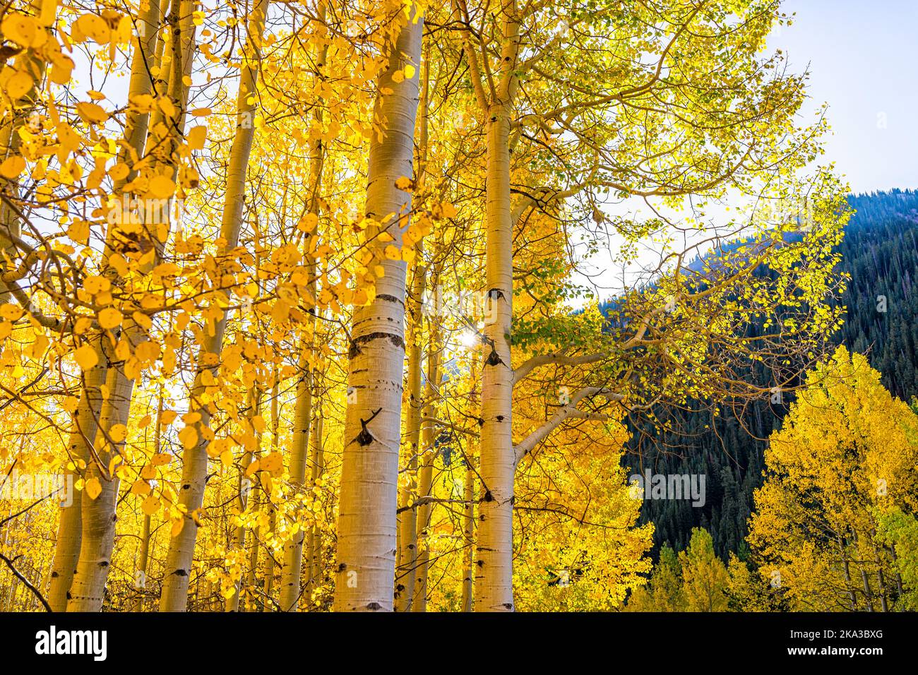 American aspen tree hi-res stock photography and images - Alamy