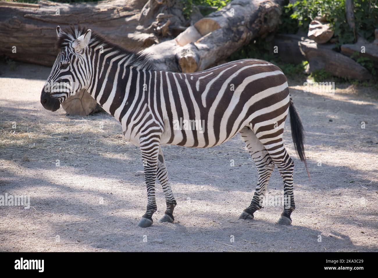 A beautiful shot of a zebra standing on the ground in its enclosure at ...
