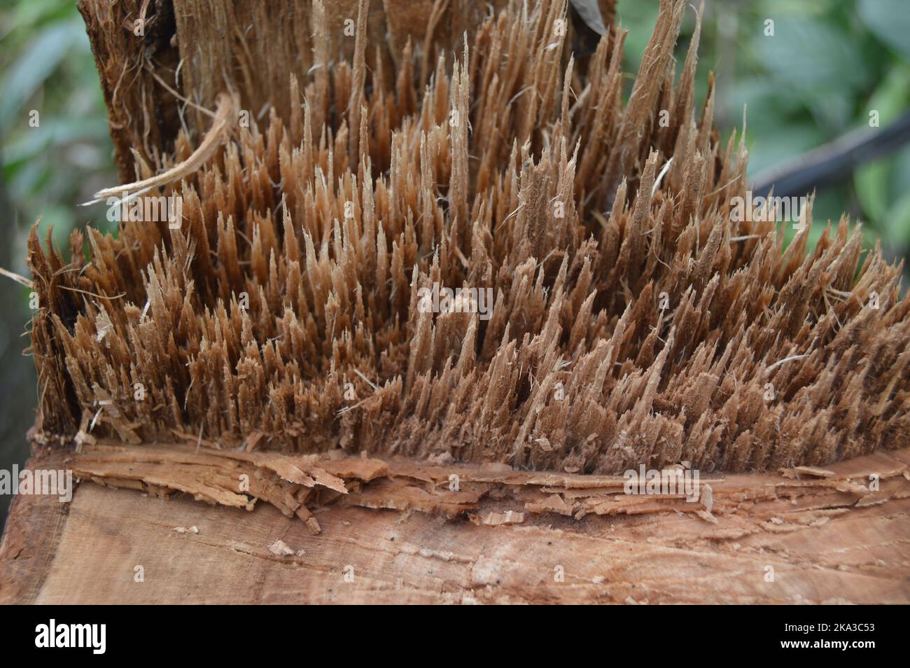 tree texture after felling. tree in the forest Stock Photo - Alamy