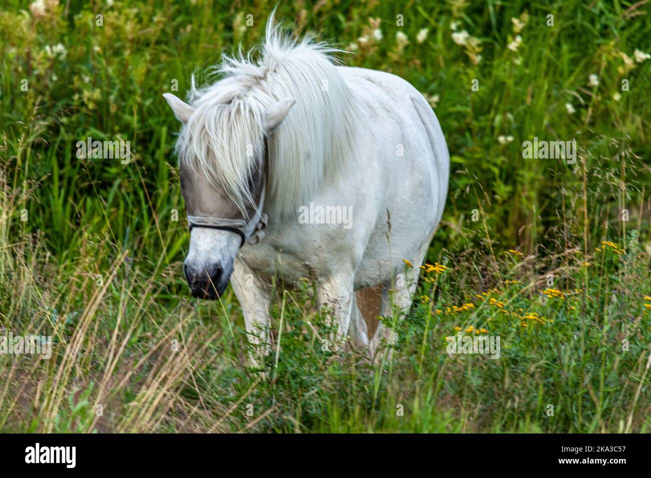White horse in Lorenskog Norway Stock Photo - Alamy