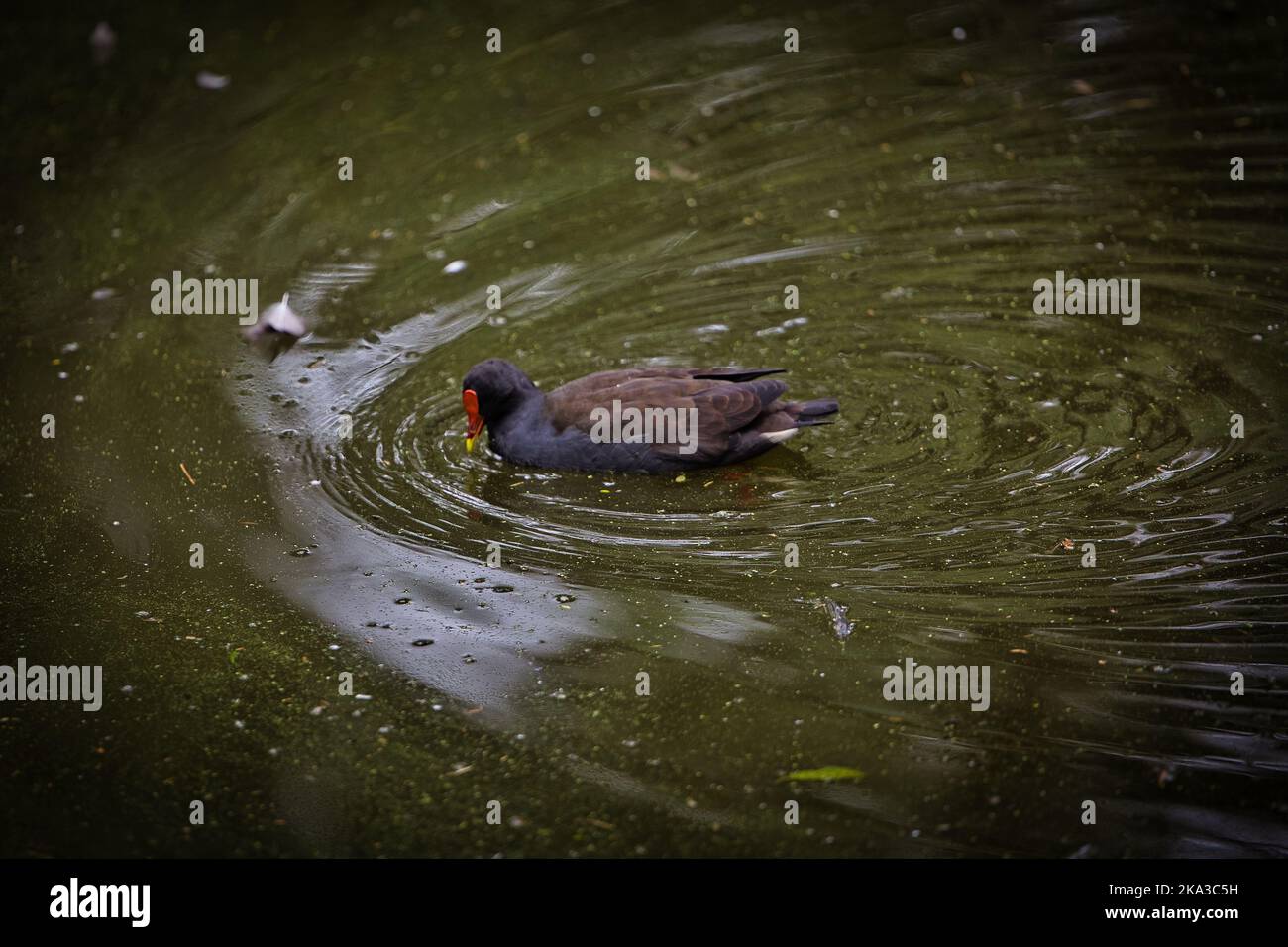 A selective of a common moorhen (Gallinula chloropus) wading in a lake ...