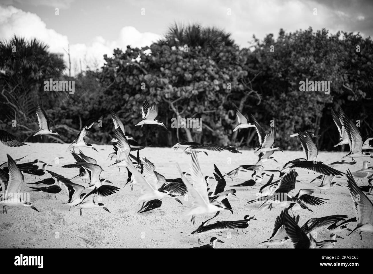 A grayscale of a flock of wild birds flying over a field in the ...
