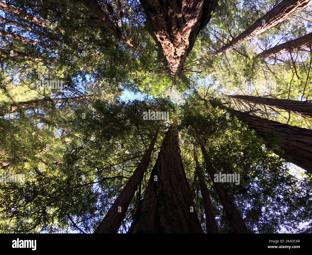 A low angle of trees with sunlight Stock Photo - Alamy